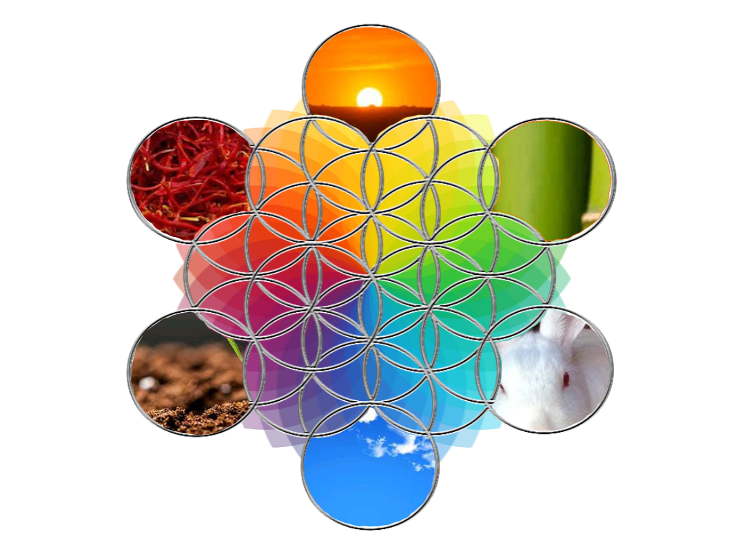 C.A.T.H – Commercial Agriculture Training Hub